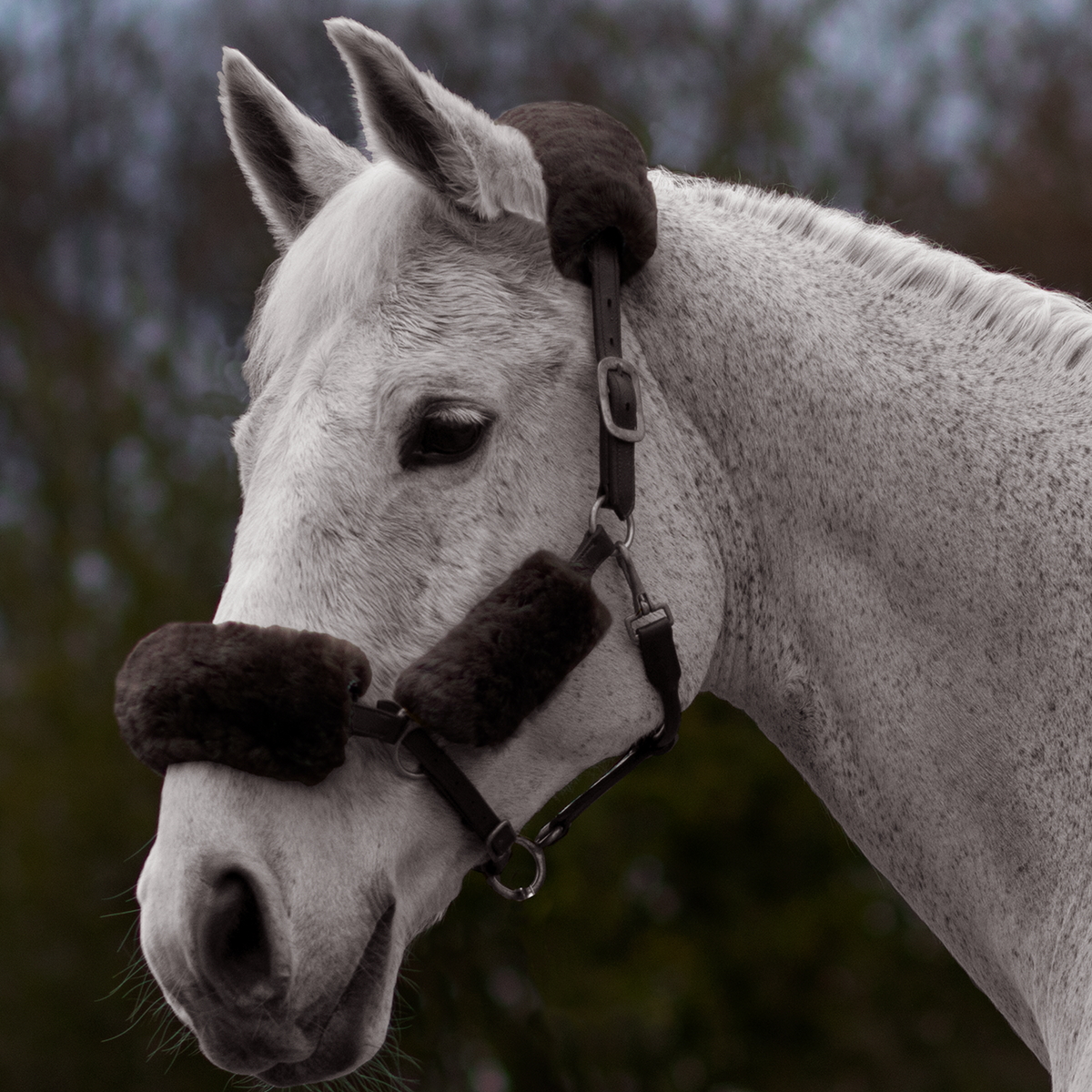 MERINO HEAD COLLAR SET – evolutionhorse.com